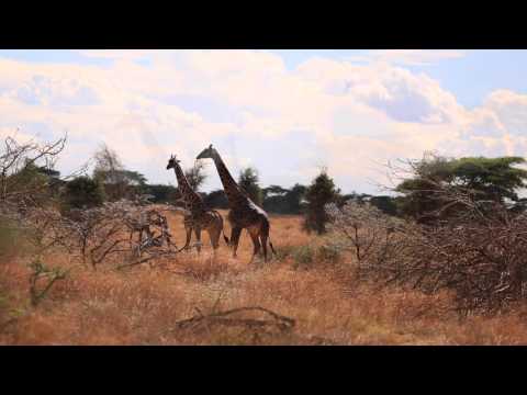 Dr. Silber Studies Giraffe Mating Habits - The Infertility Center of St ...